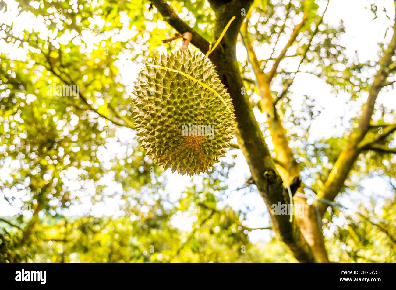 Raub, Malaysia. 21st Nov, 2021. The Musang King Durian fruit is seen at ...