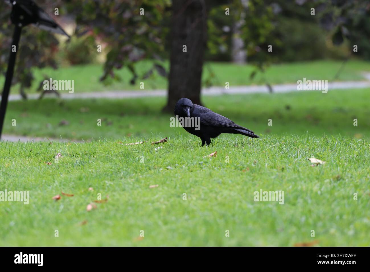 Common raven standing on the green grass in the park Stock Photo - Alamy
