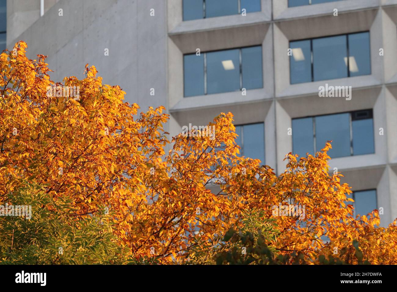 Scenic view of autumnal leaves on tree branches against a glass-window ...