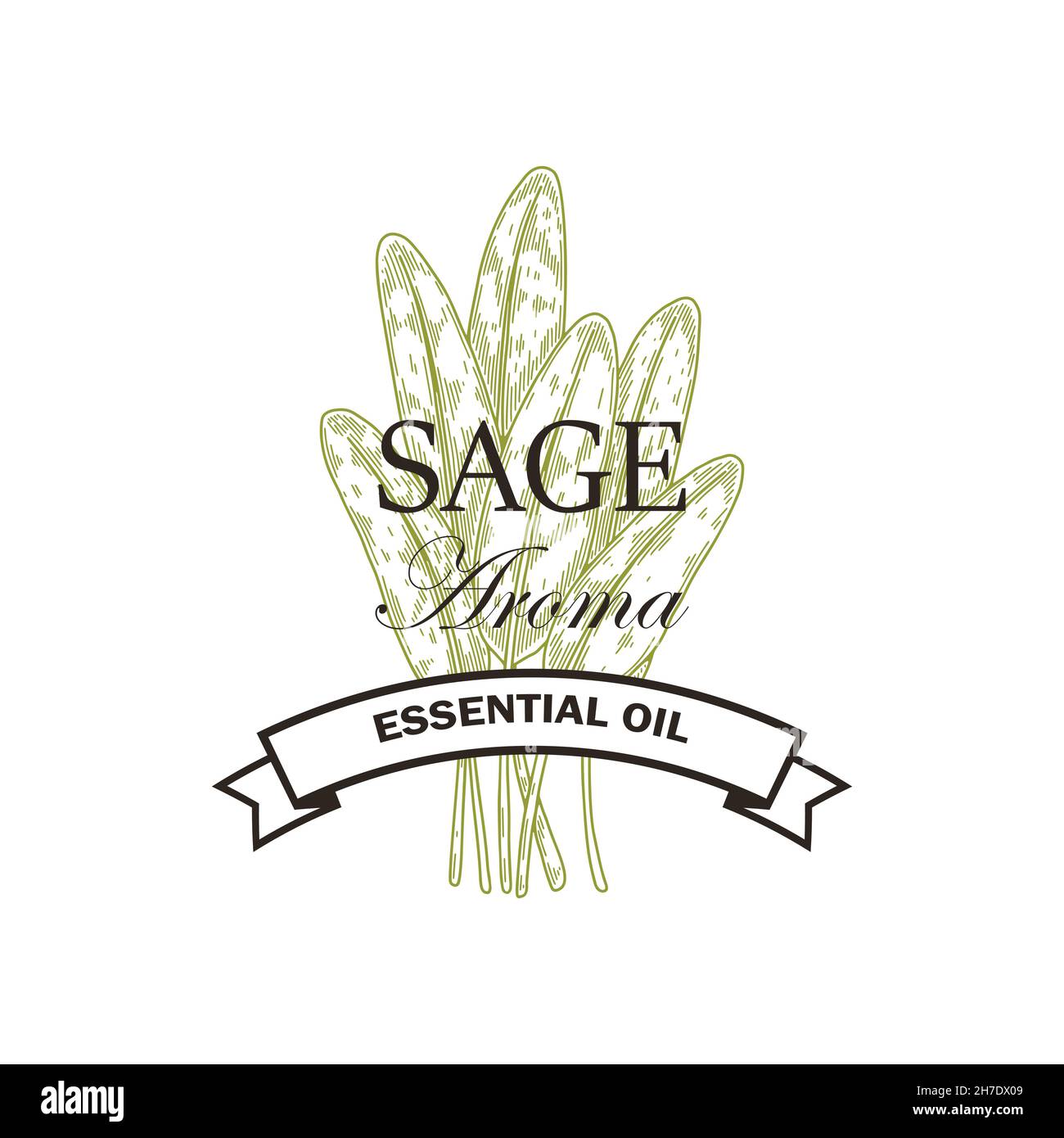 Hand drawn sage logo design. Vector illustration in sketch style Stock ...