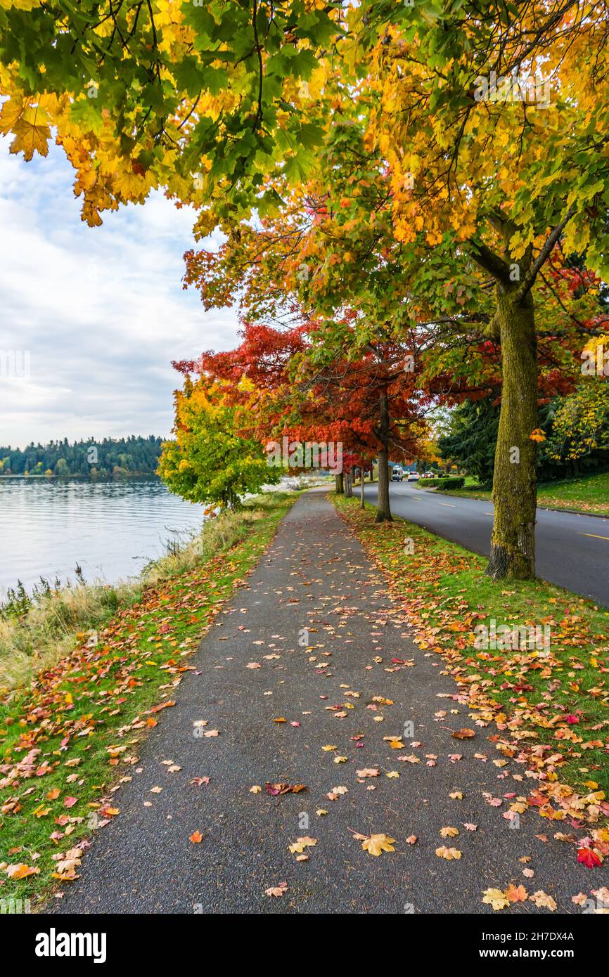 Autumn trees line the shore of Lake Washington in Seattle Stock Photo ...
