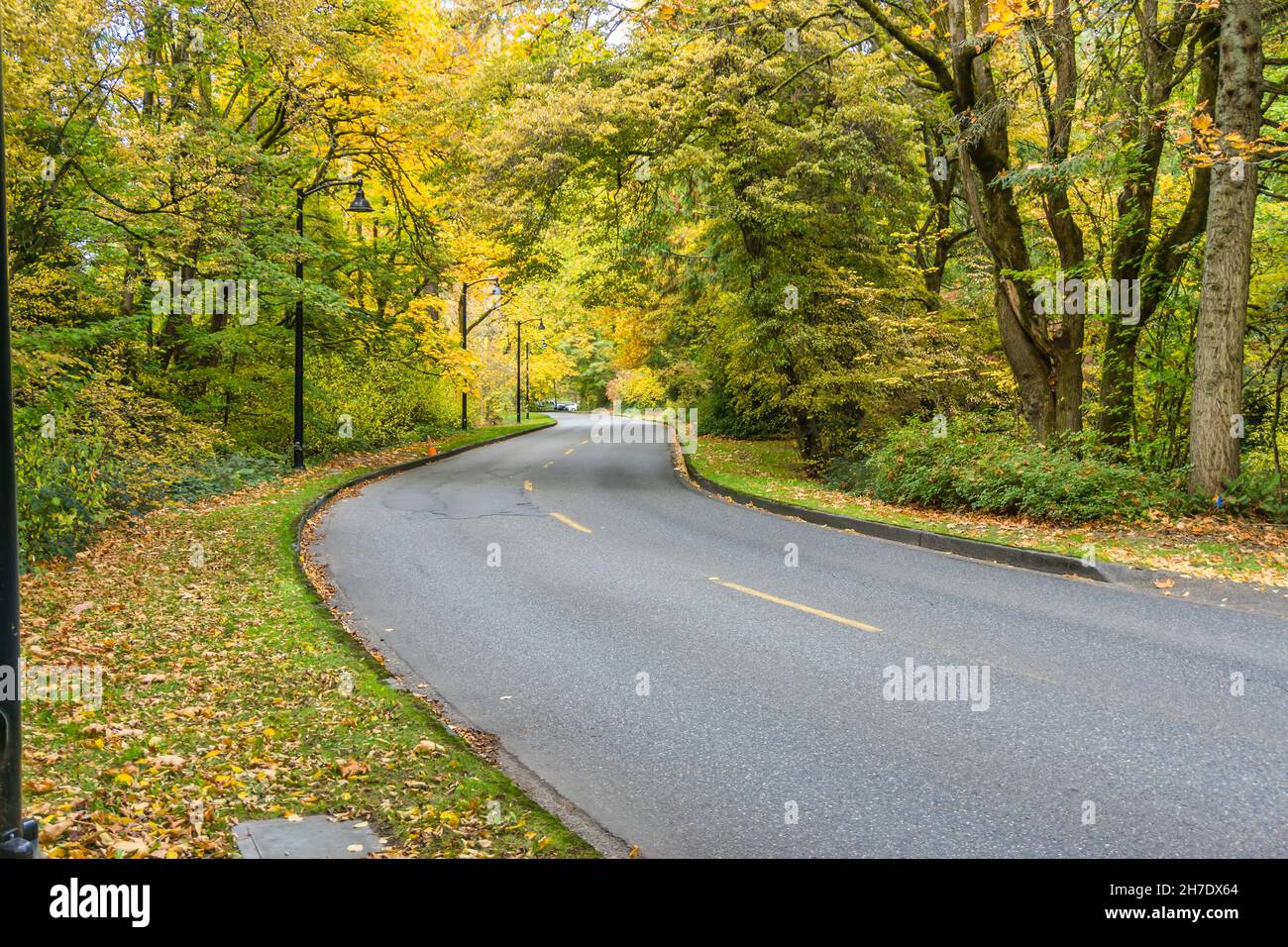 Fall foliage along the road through Washington Park Arboretum in ...