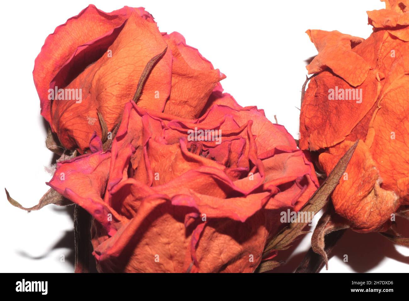 A Dried Dead Red Roses Dead Flowers On White Background Stock Photo - Alamy