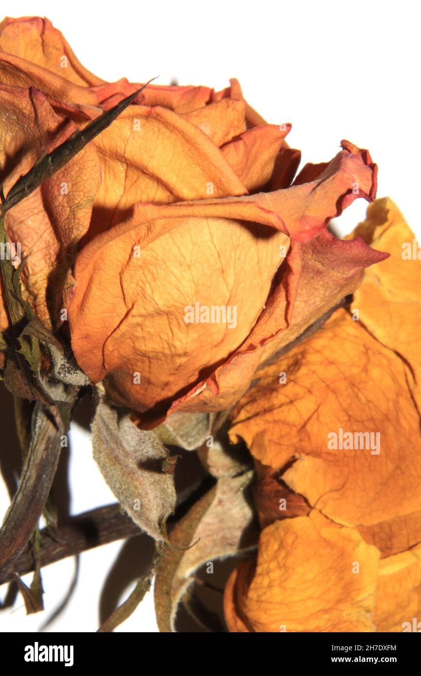 A Dried Dead Red Roses Dead Flowers On White Background Stock Photo - Alamy