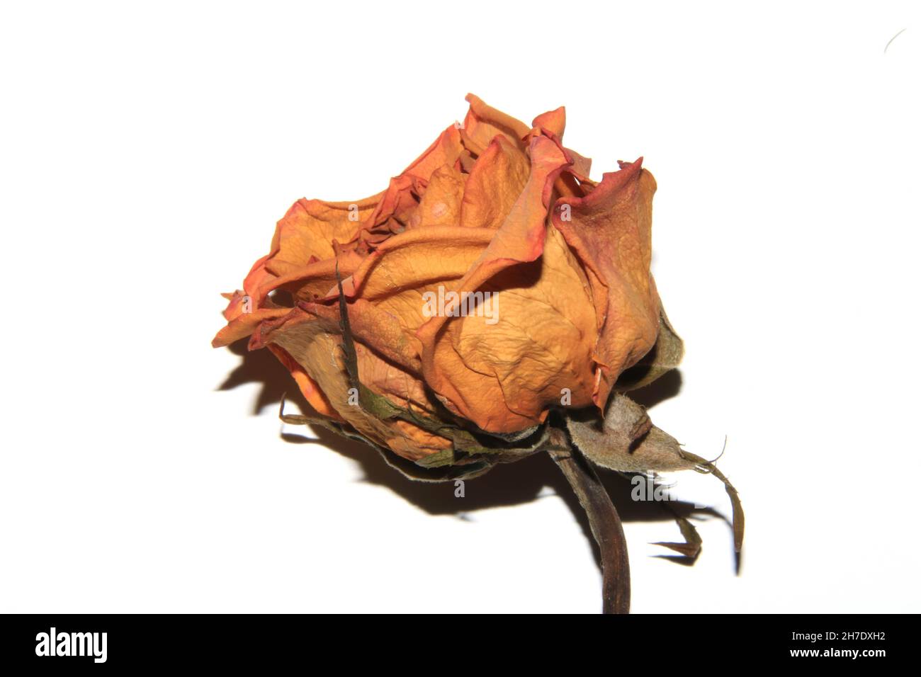 Dried Dead Red Roses Dead Flowers On White Background Stock Photo - Alamy