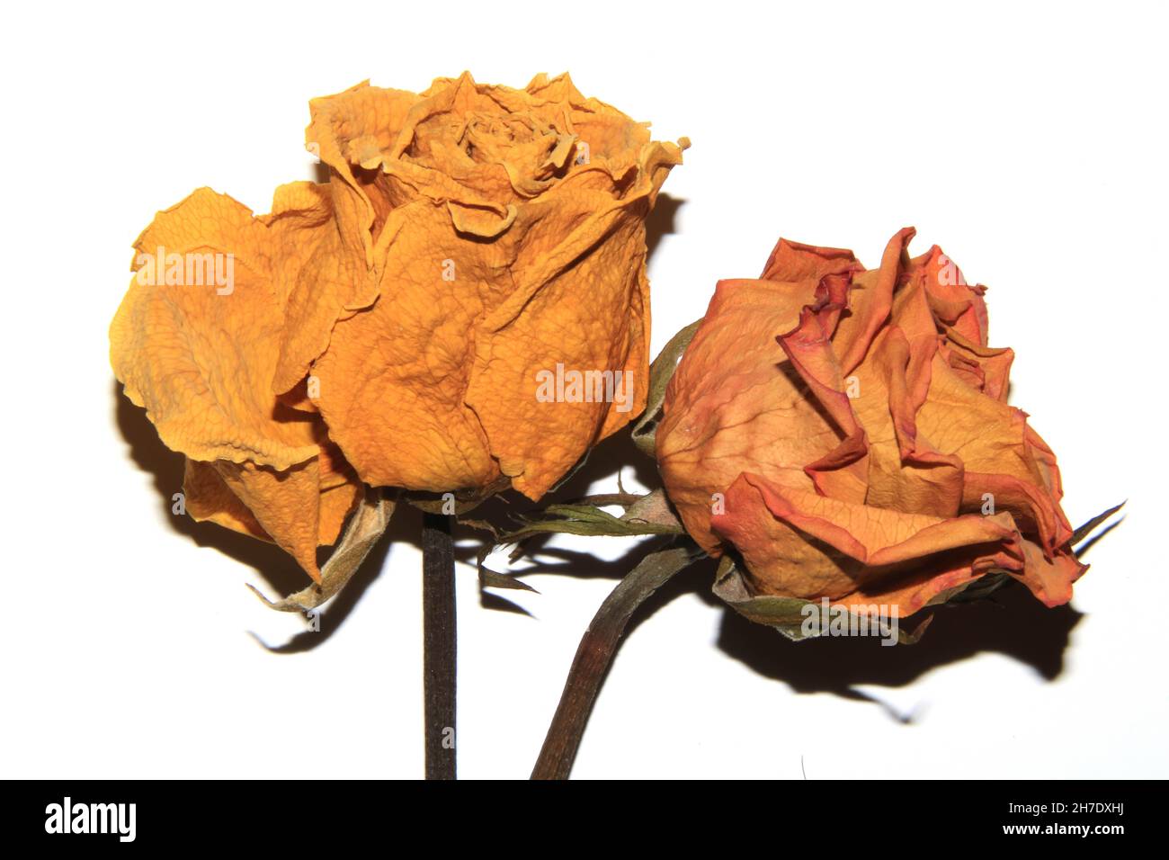 Dried Dead Red Roses Dead Flowers On White Background Stock Photo - Alamy