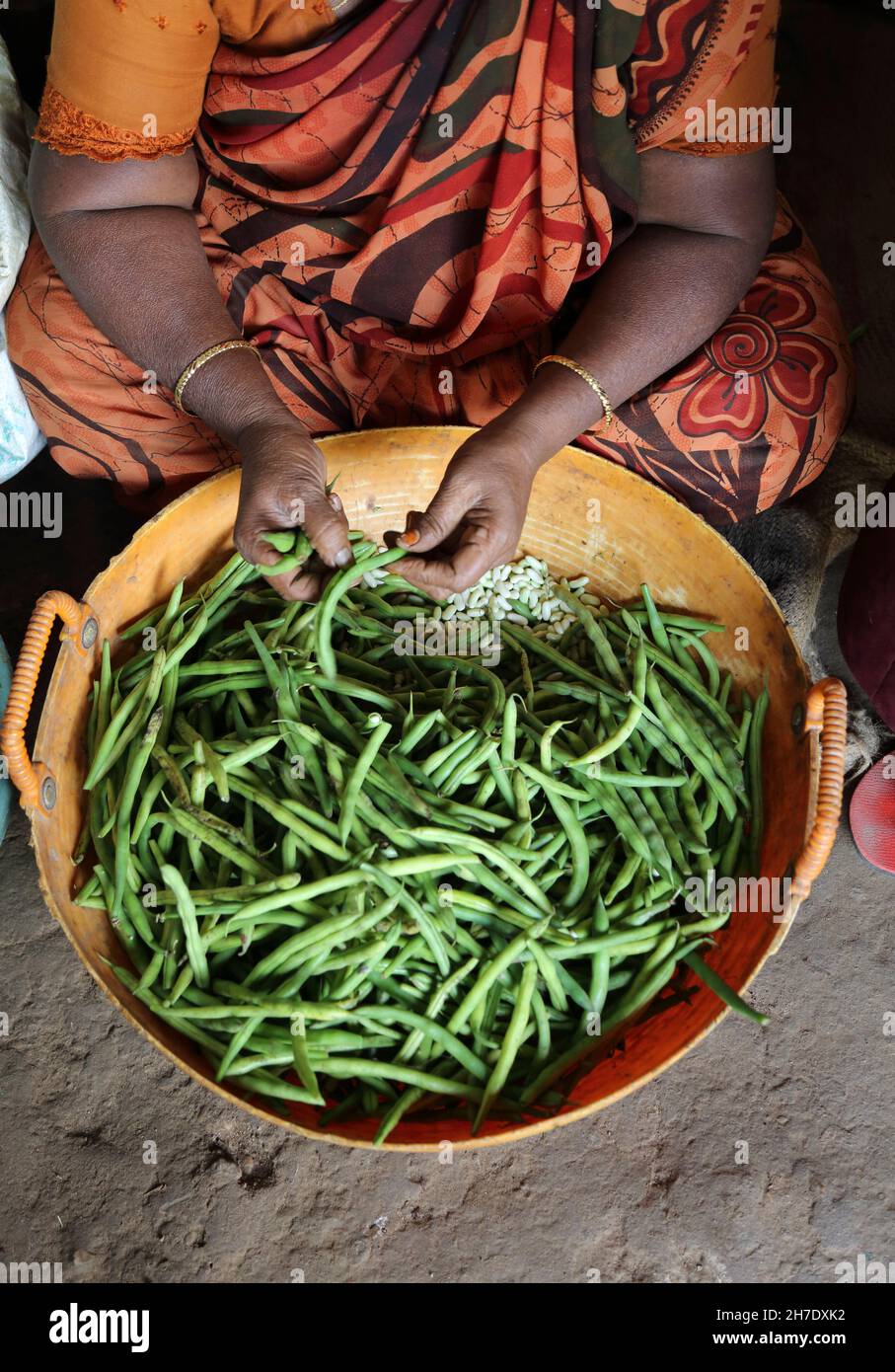 Shelling beans from green pods Stock Photo - Alamy