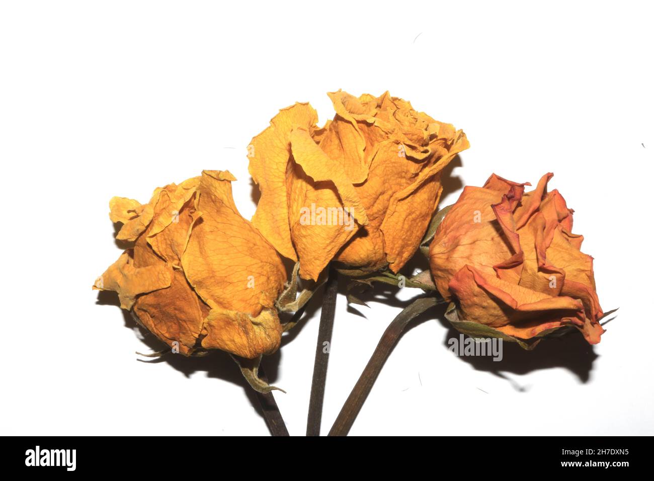 Dried Dead Red Roses Dead Flowers On White Background Stock Photo - Alamy