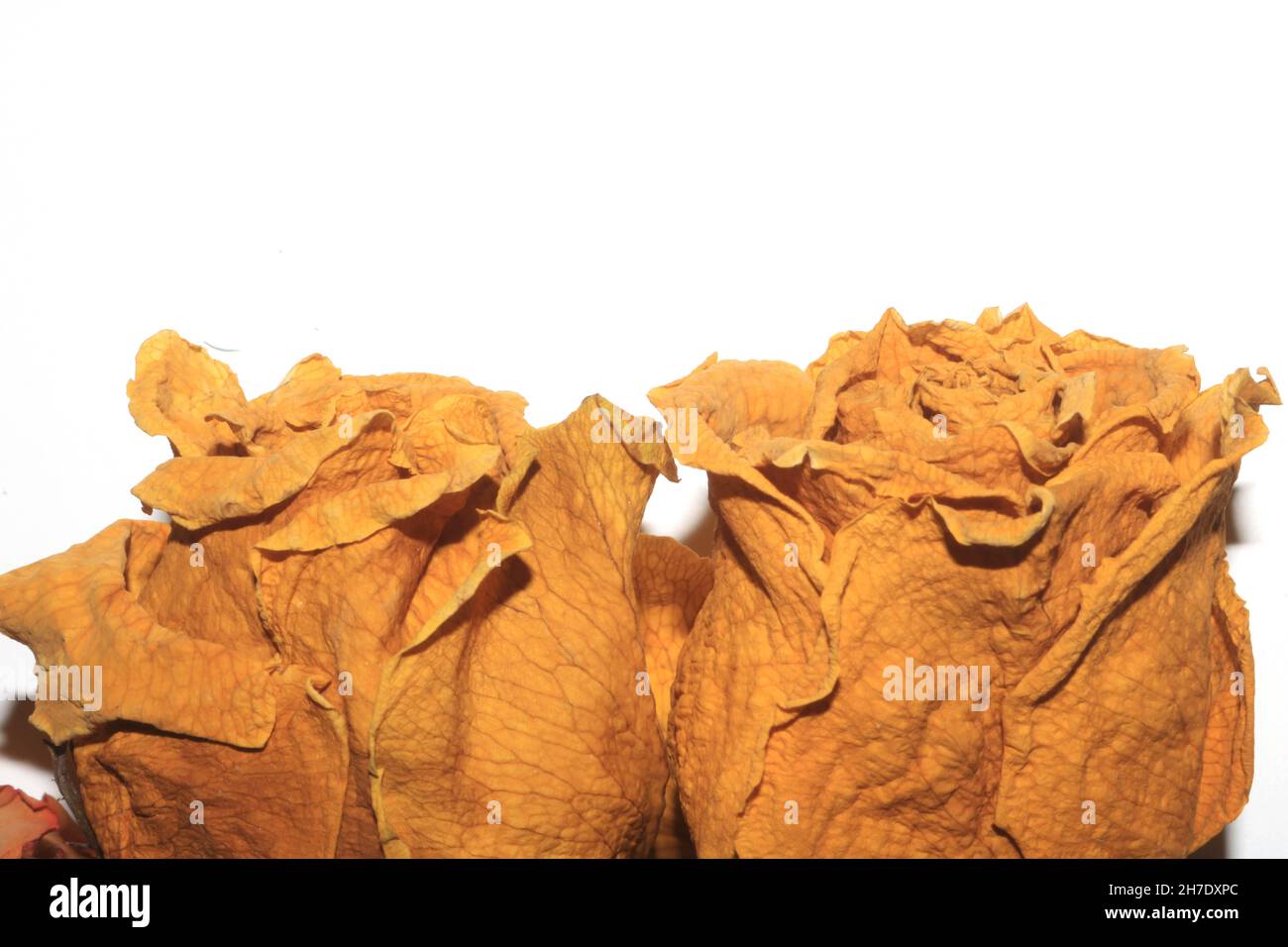 Dried Dead Red Roses Dead Flowers On White Background Stock Photo - Alamy