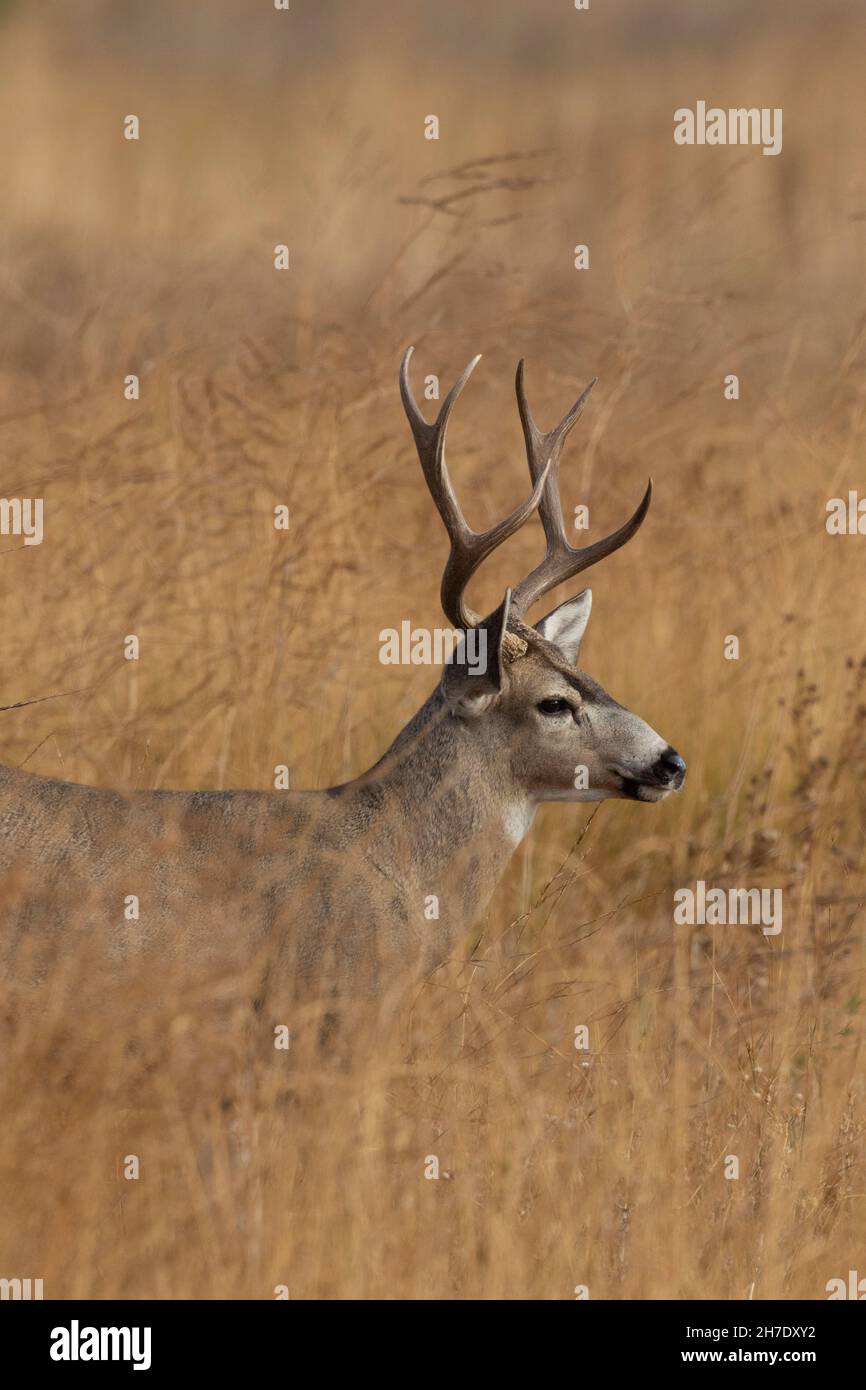 Three point buck hi-res stock photography and images - Alamy