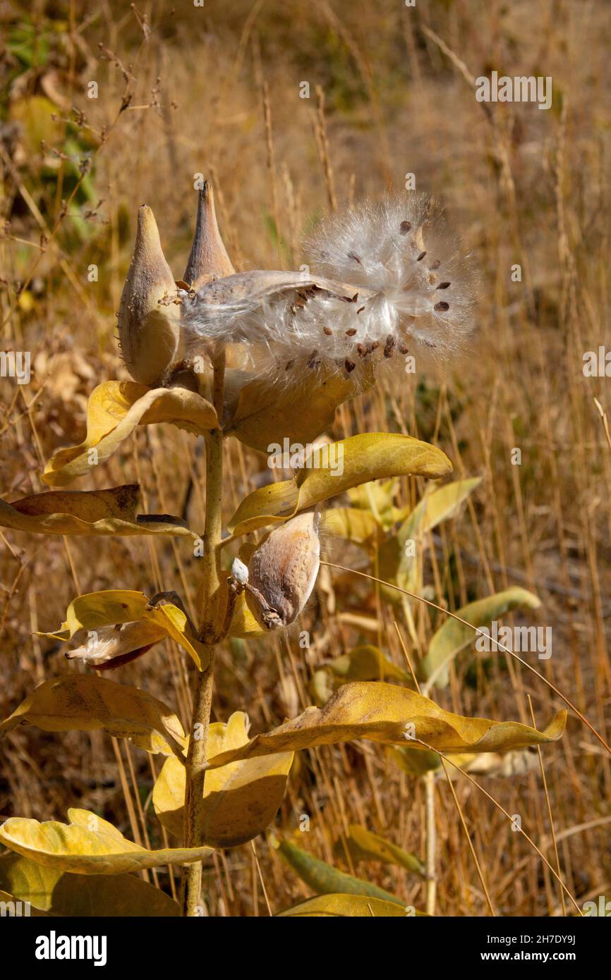 Mature Common Milkweed pods, Asclepias syriaca, disperse seeds for ...