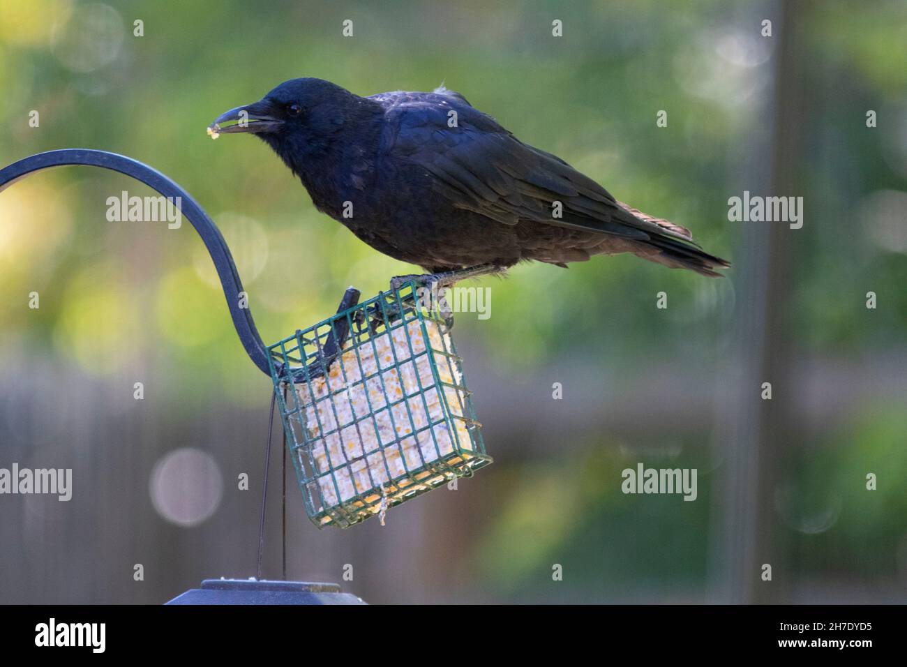 American Crow, Corvus brachyrhynchos, feeds on suet at a private ...