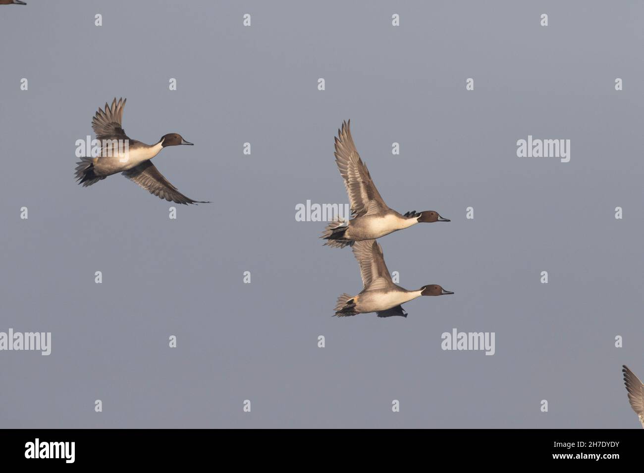 Northern pintail drake flight hi-res stock photography and images - Alamy