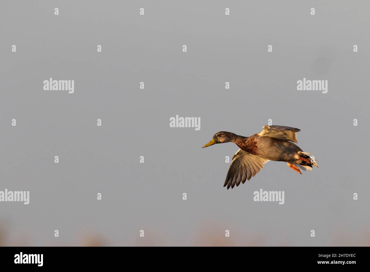 A Mallard drake, Anas platyrhynchos, sports an eclipse plumage as it ...