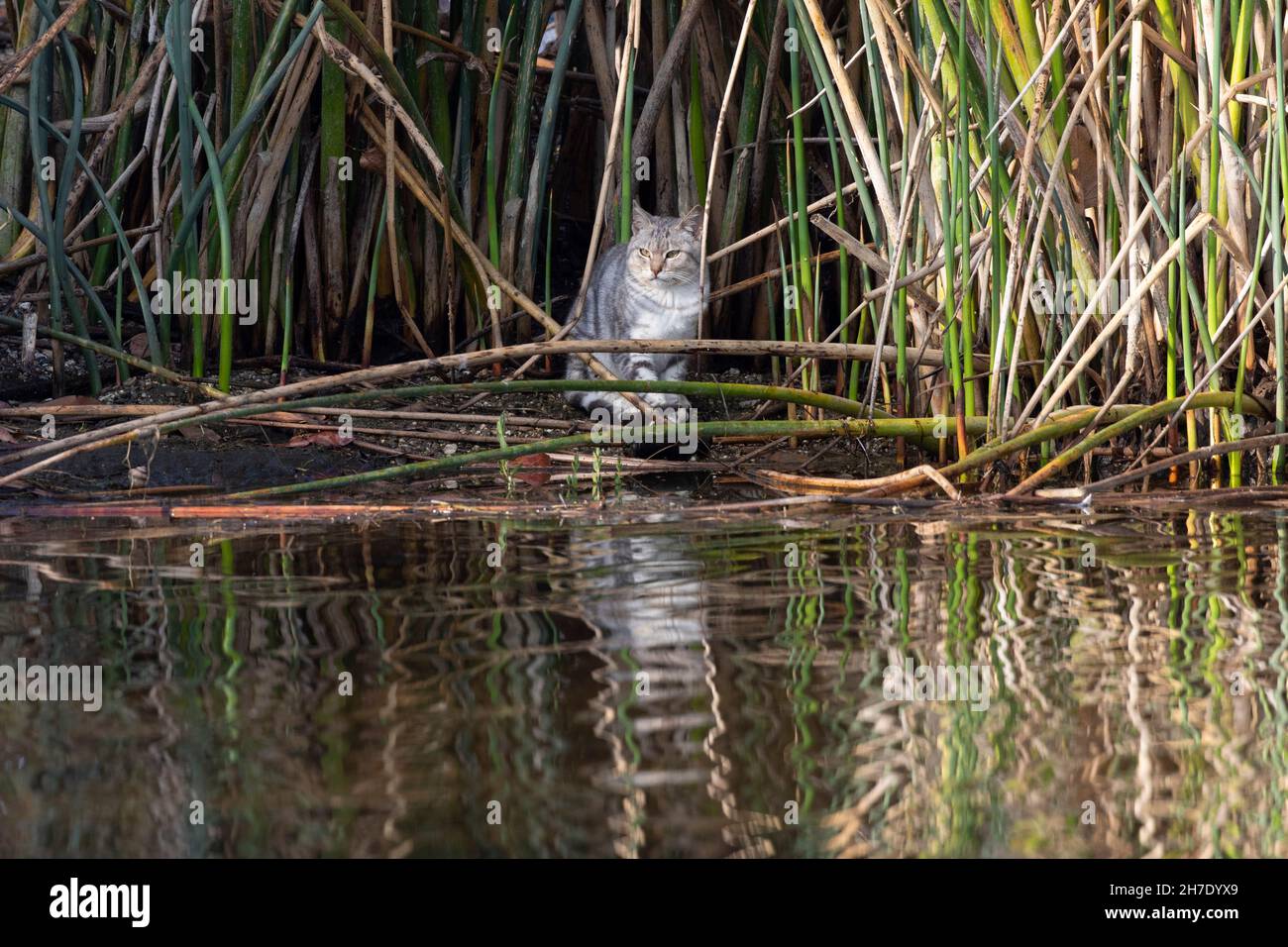 Killer cat hi-res stock photography and images - Alamy