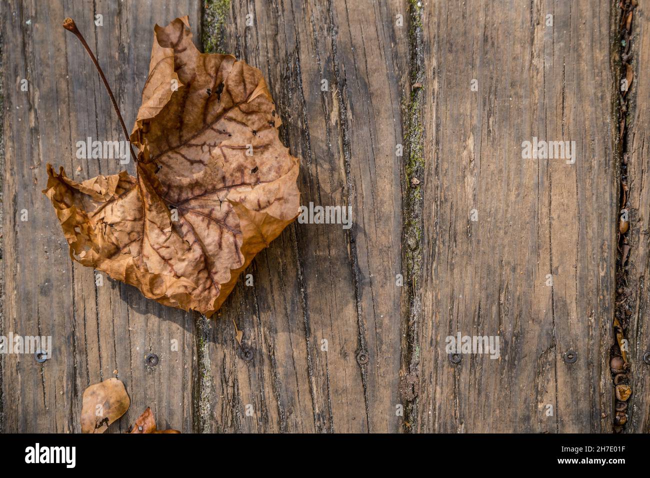 Leaf debris texture hi-res stock photography and images - Alamy