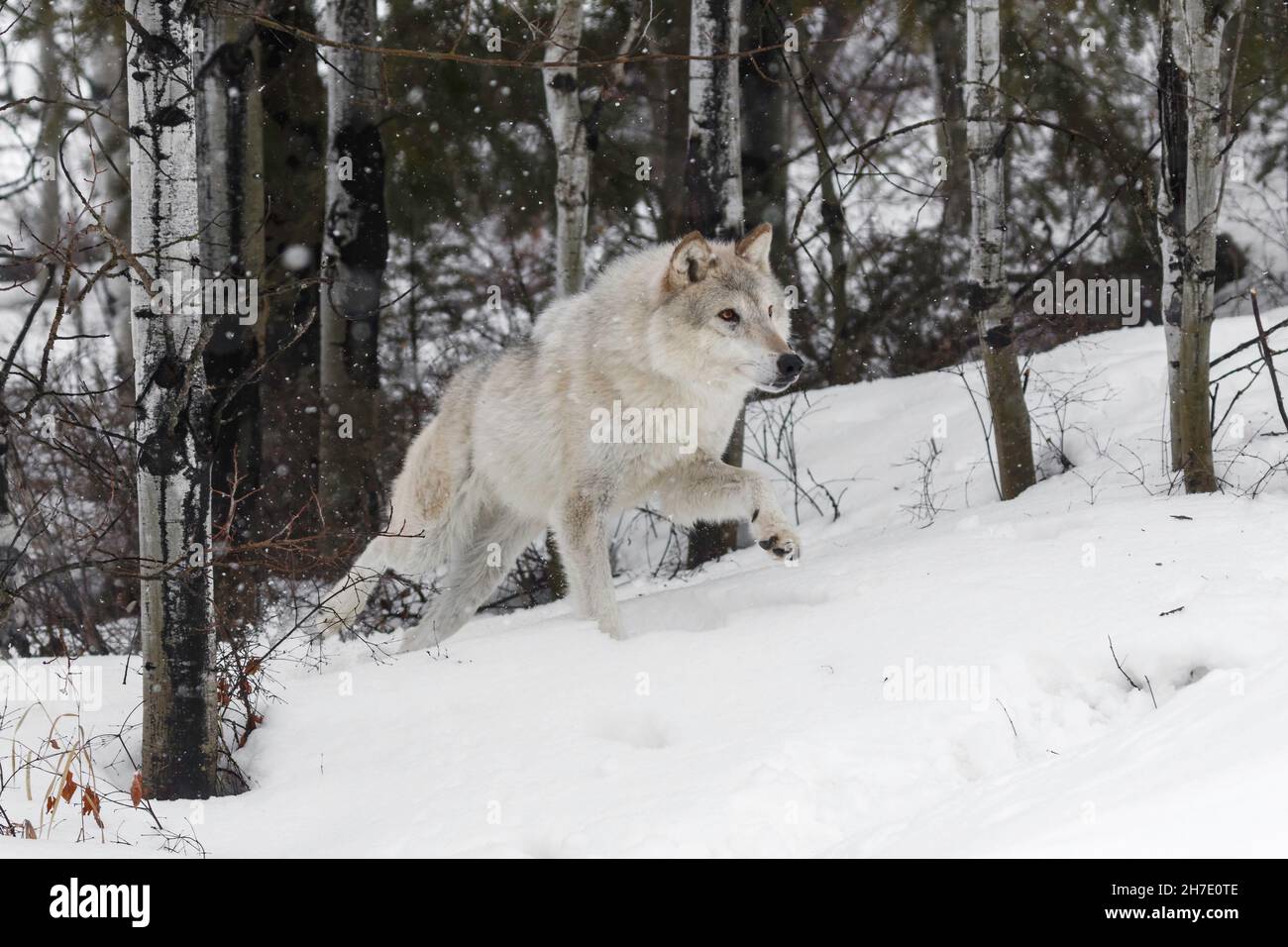 Arctic wolf hunting hi-res stock photography and images - Alamy
