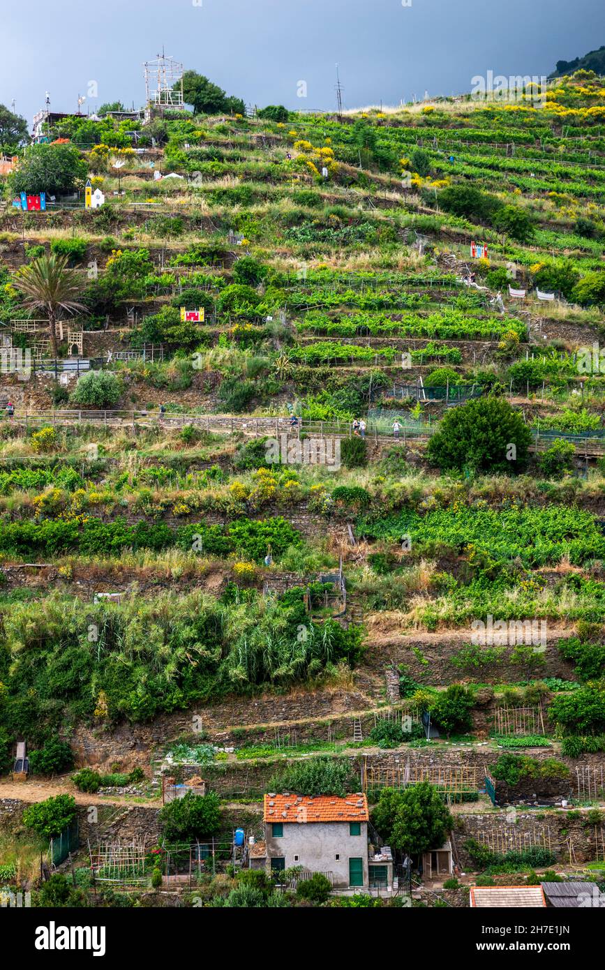 Vineyard on the hillside, Manarola, Cinque Terre, Italy Stock Photo - Alamy