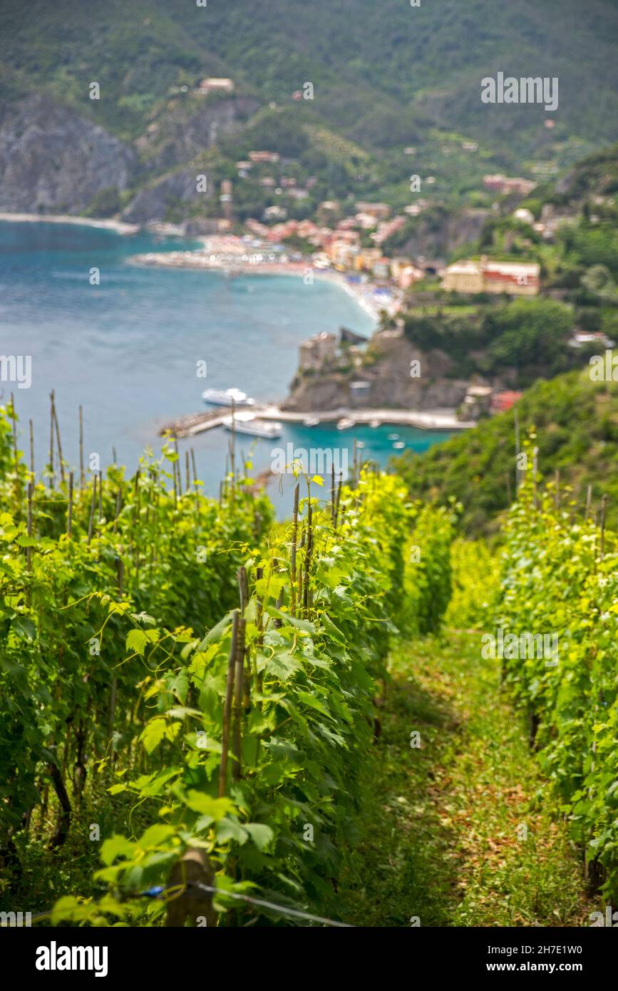 View over Monterosso al Mare from hiking trail, Cinque Terre, Italy ...