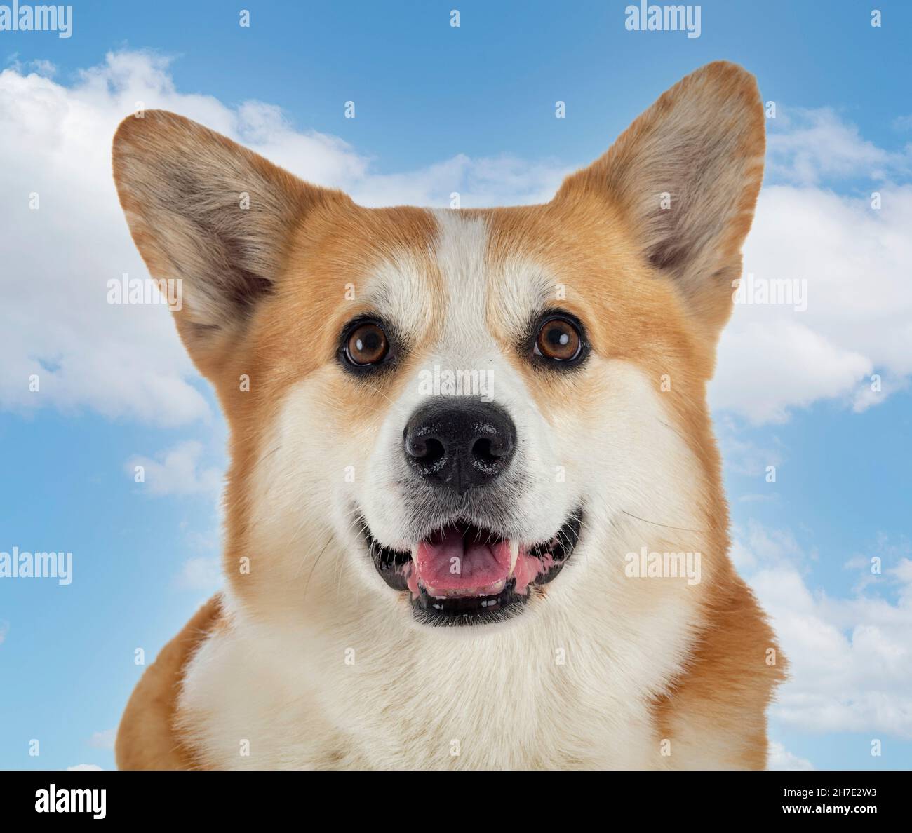 Pembroke Welsh Corgi in front of blue sky Stock Photo - Alamy
