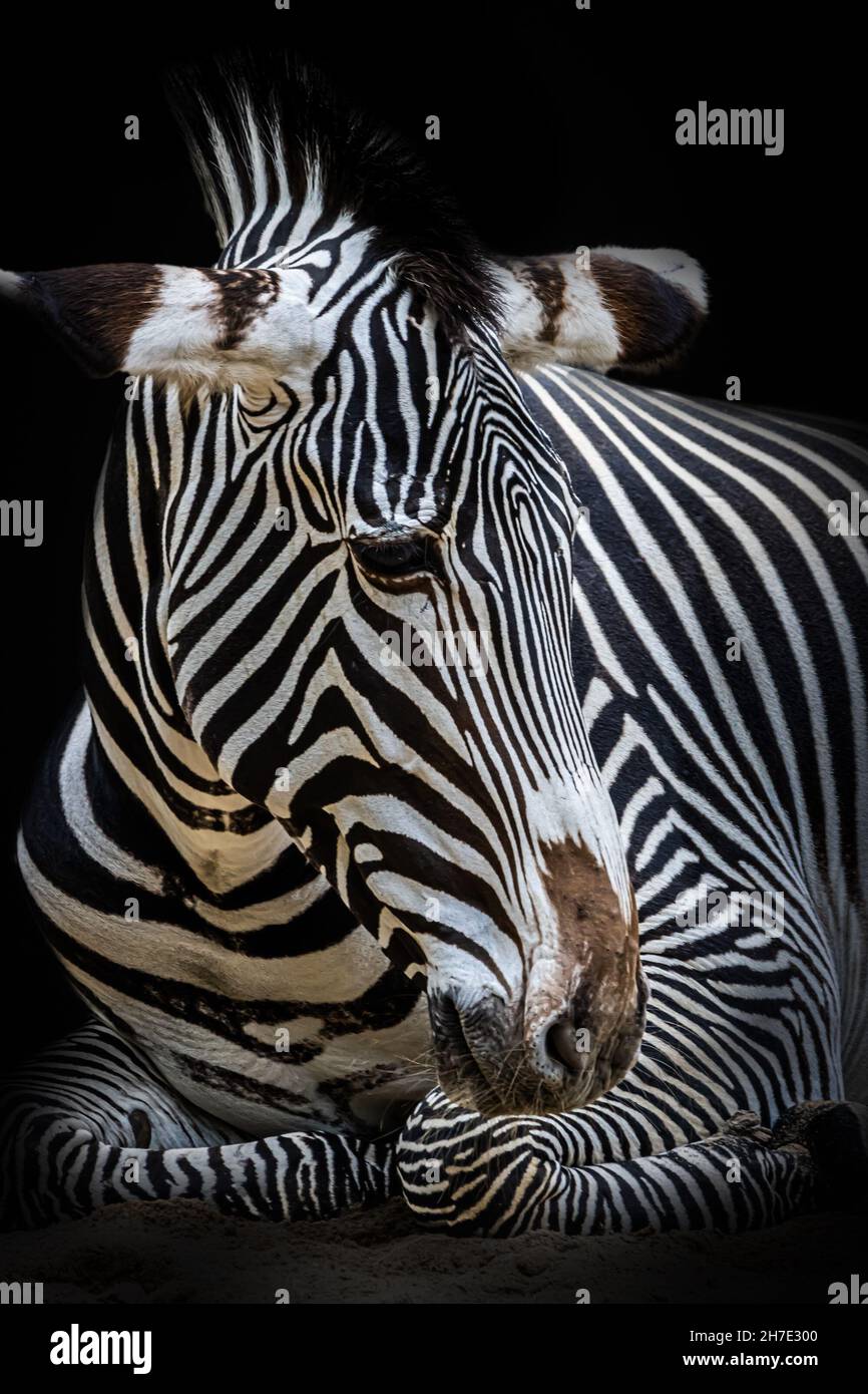 African zebra art hi-res stock photography and images - Alamy