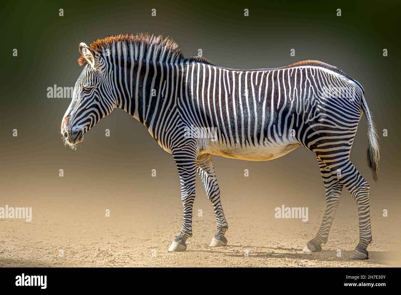 a zebra standing in the sand on a dark background Stock Photo - Alamy