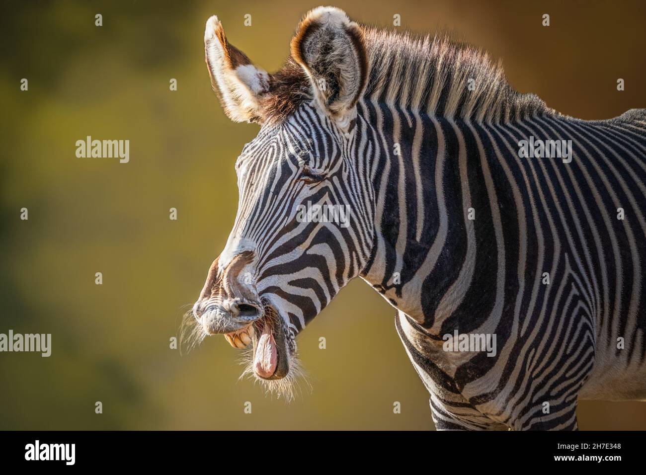 portrait of a zebra with an open mouth Stock Photo - Alamy