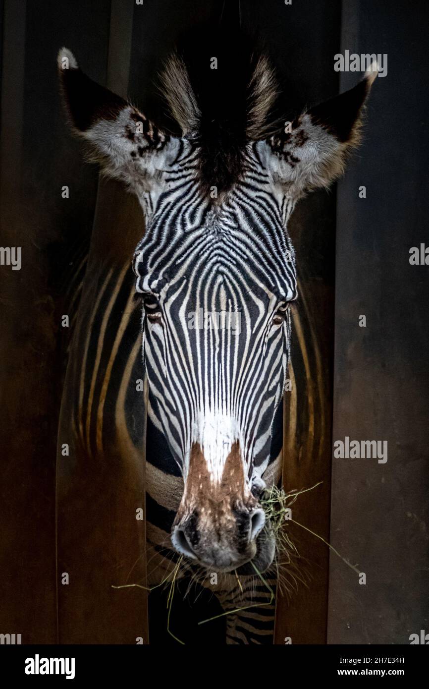 vertical portrait of a zebra Stock Photo - Alamy