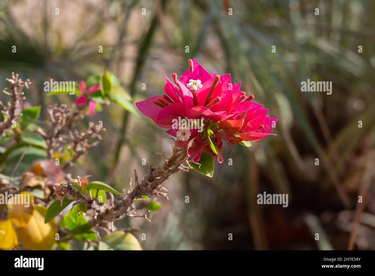 Bougainvillea Pink Pixie Variegata ornamental plant with flowers close ...