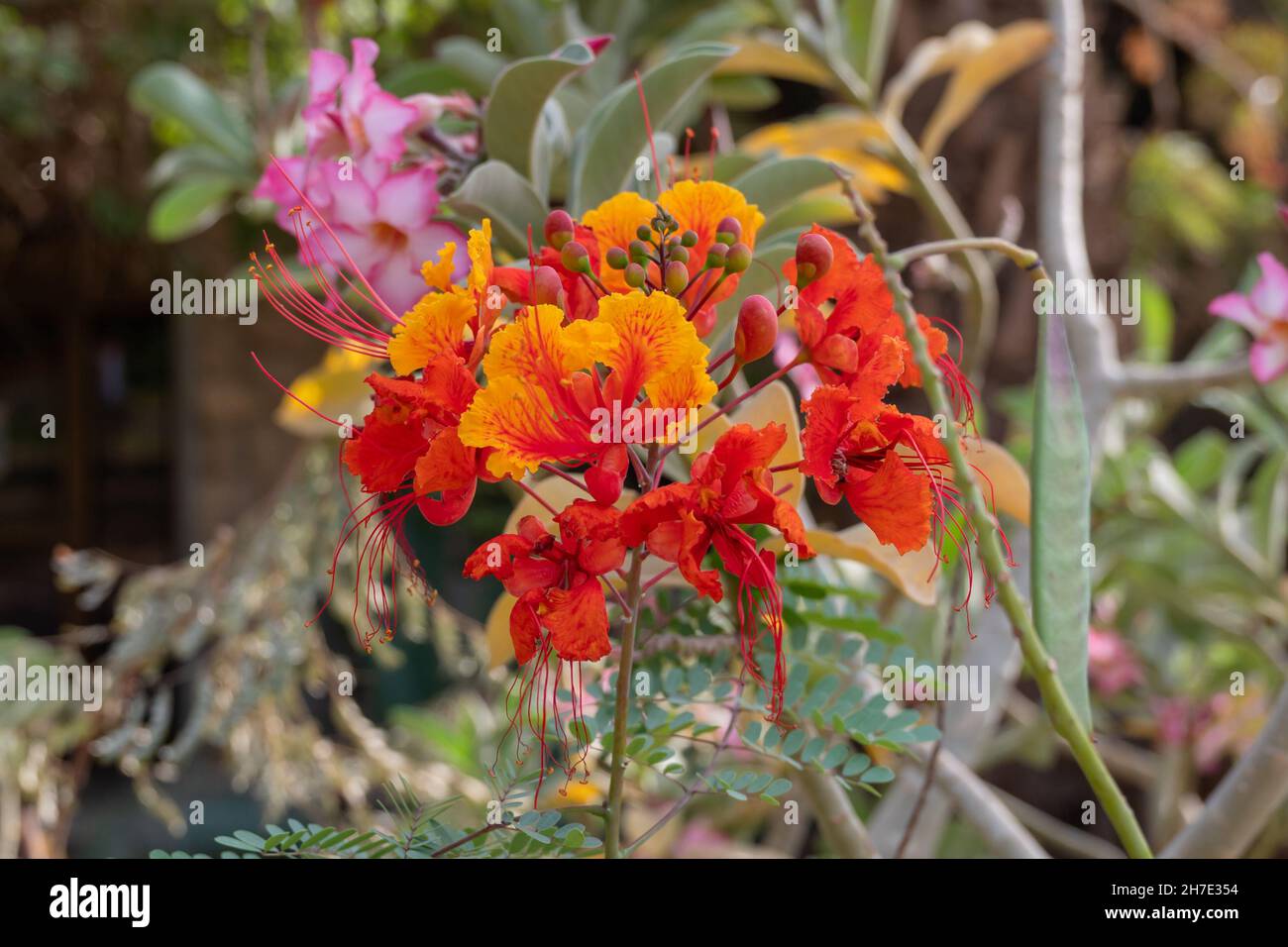 Red peacock flower or Caesalpinia pulcherrima flower blooming in the ...