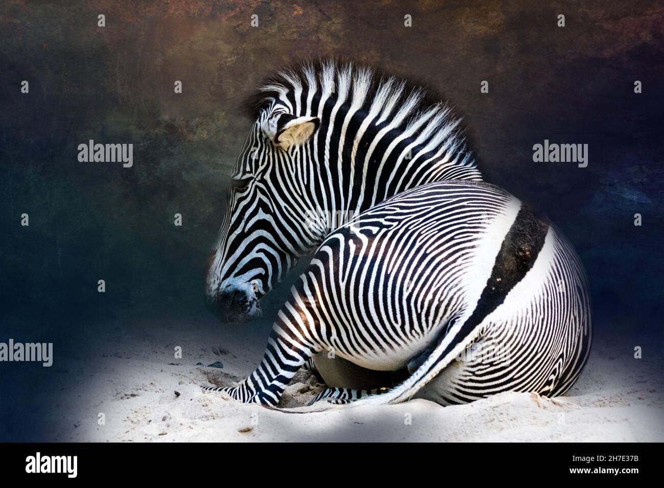 a zebra laying in the sand Stock Photo - Alamy