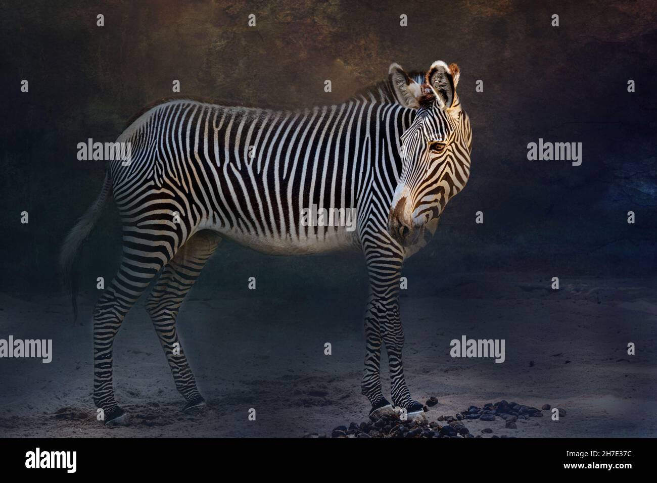 a zebra standing in the sand Stock Photo - Alamy