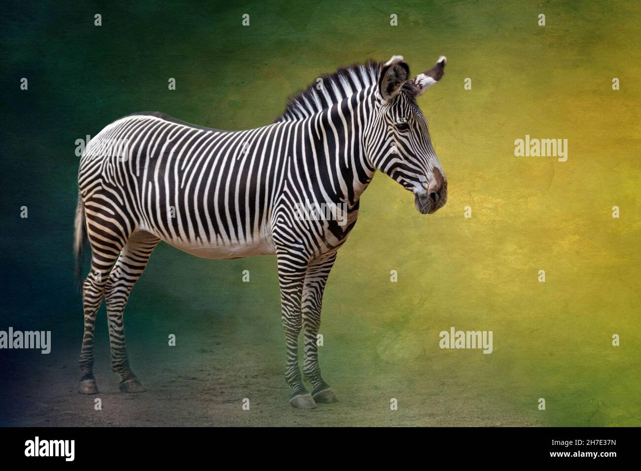 portrait of a standing zebra Stock Photo - Alamy