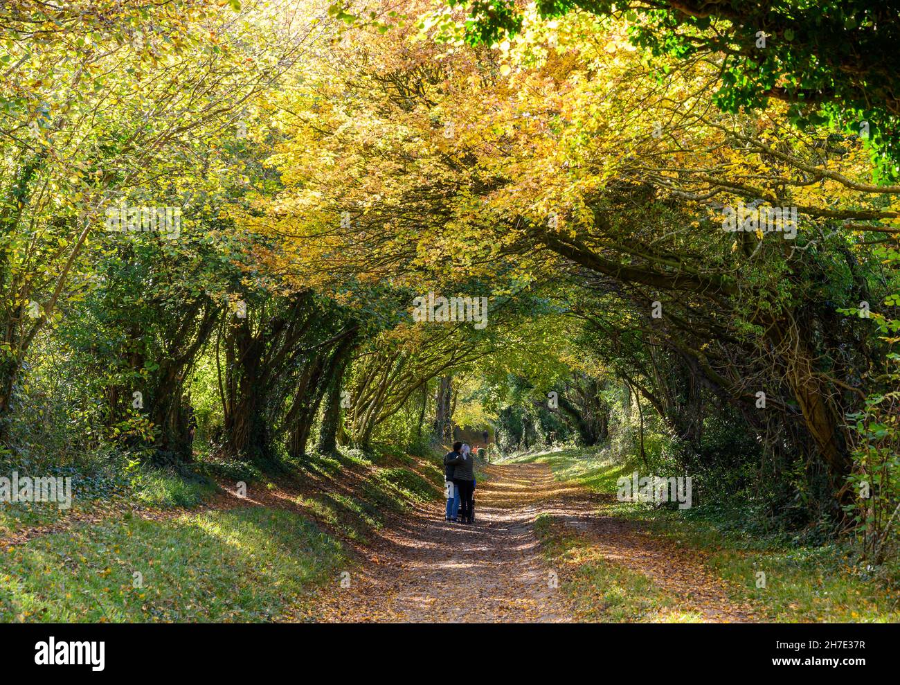 Halnaker tunnel trees in west hi-res stock photography and images - Alamy