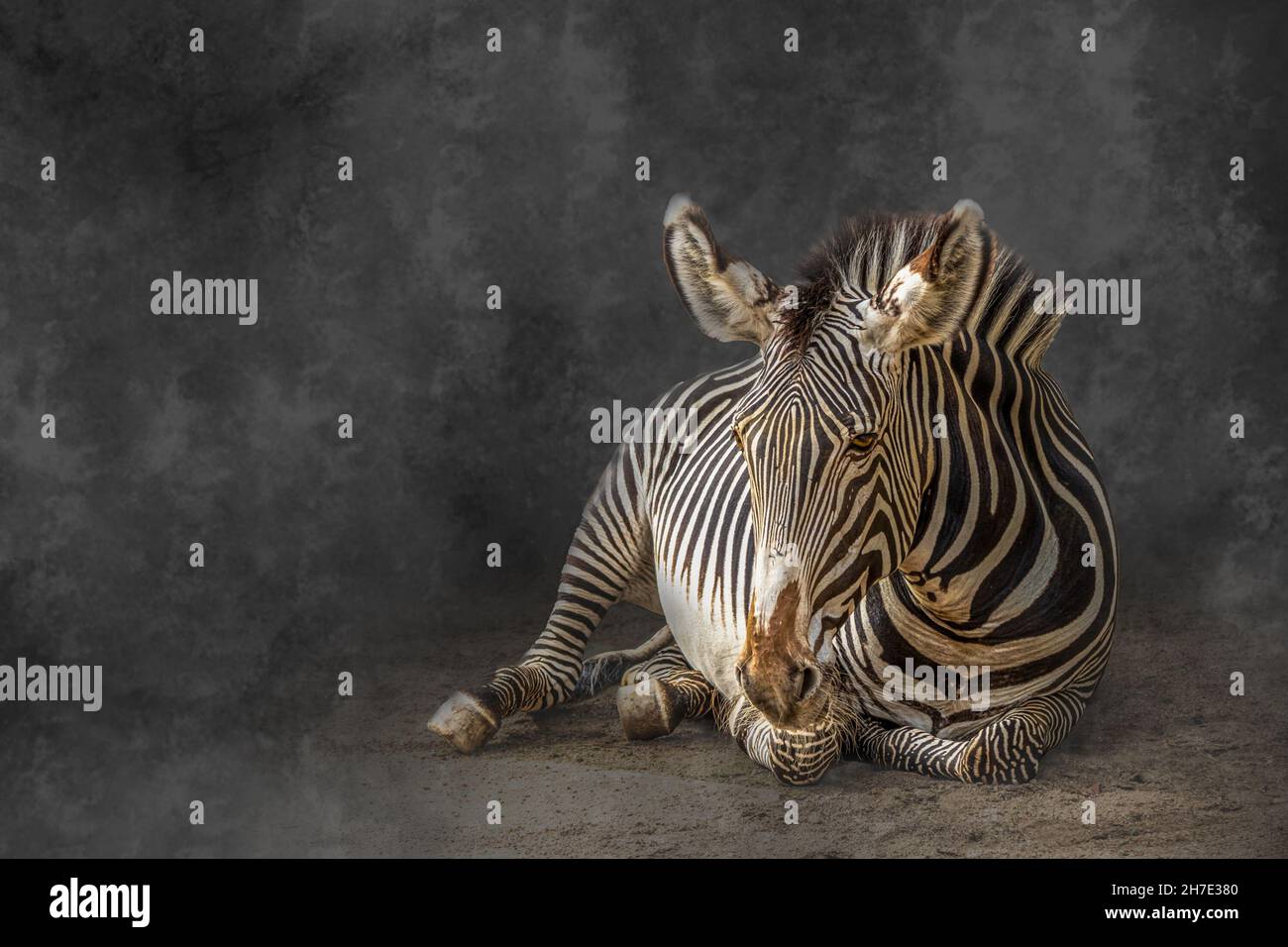 zebra laying on the ground Stock Photo - Alamy