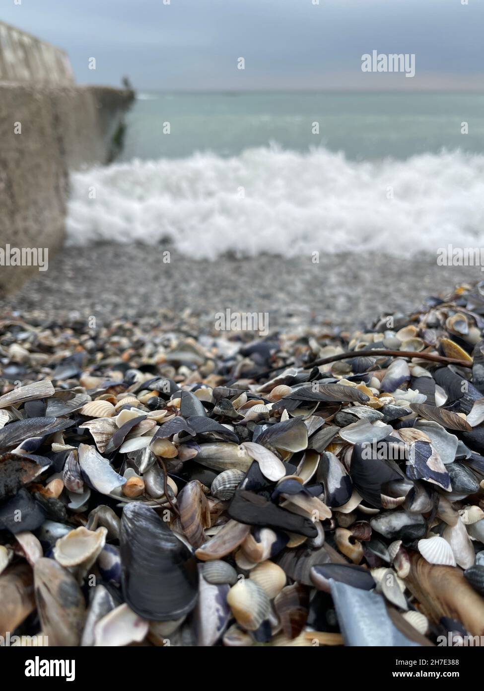 Vertical shot shells on beach hi-res stock photography and images - Alamy