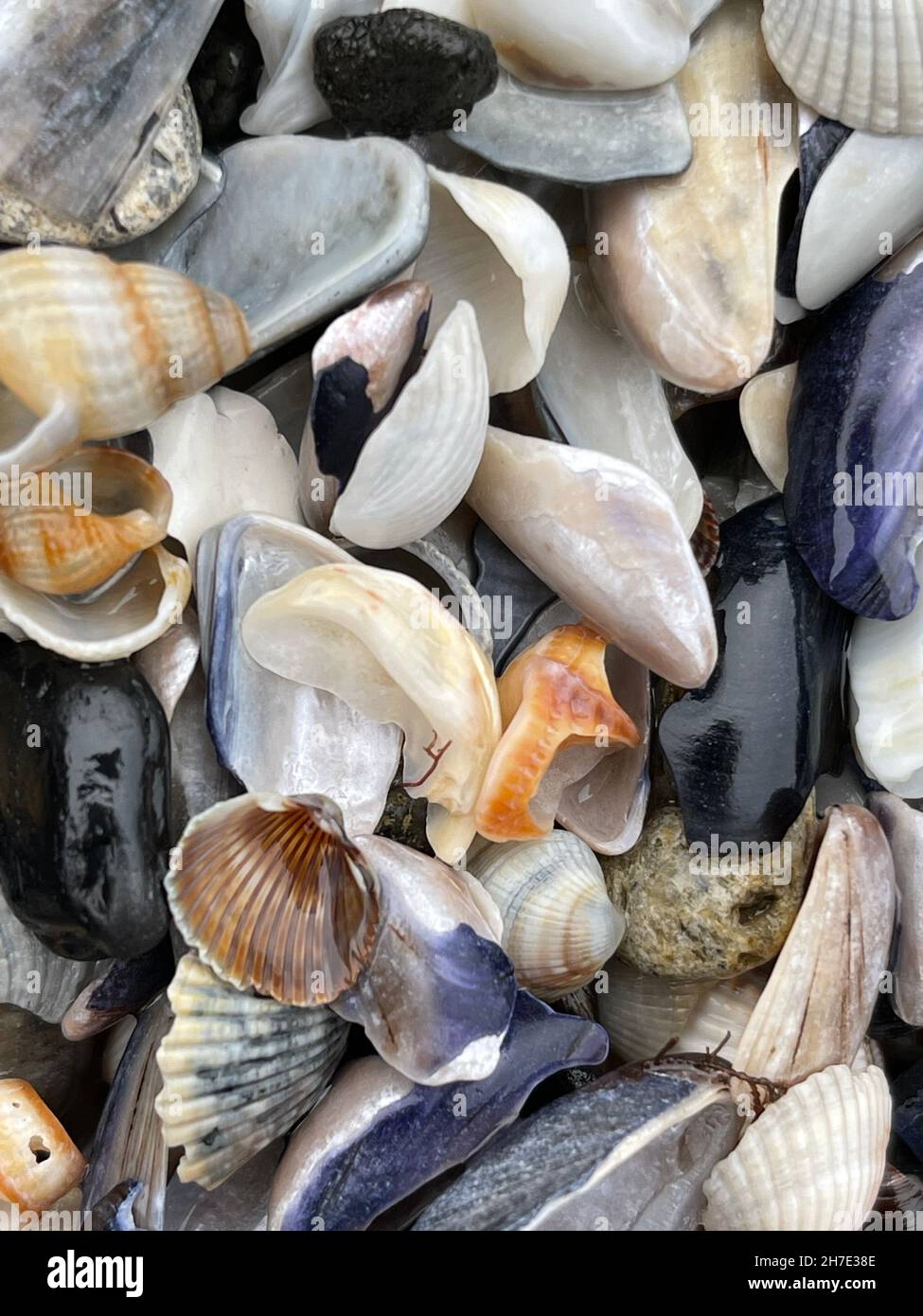 Vertical cropped close up of seashells at the beach Stock Photo - Alamy