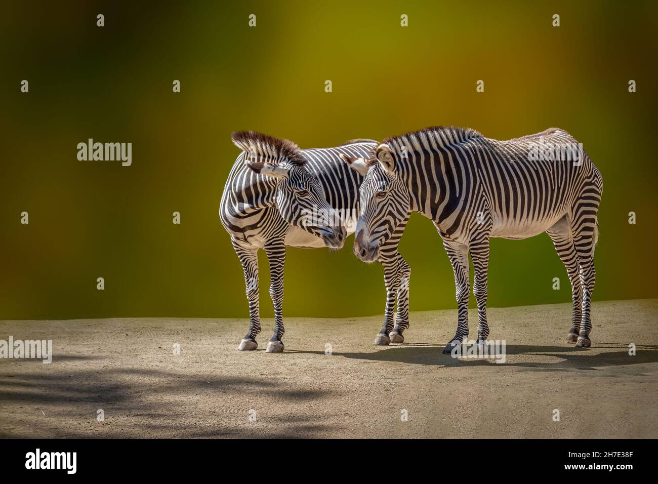 portrait of two zebras Stock Photo - Alamy