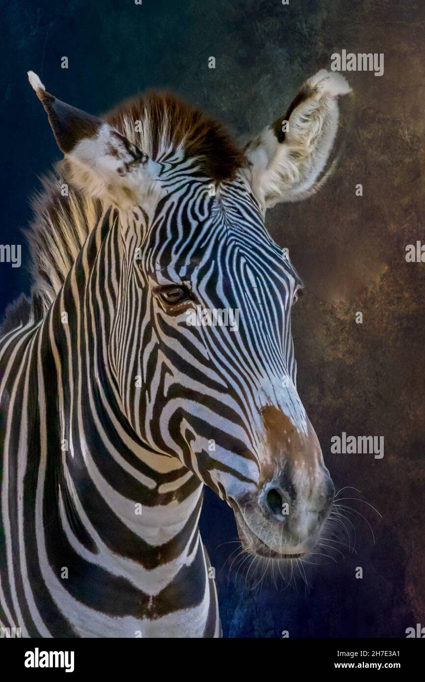 Zebra close up isolated hi-res stock photography and images - Alamy