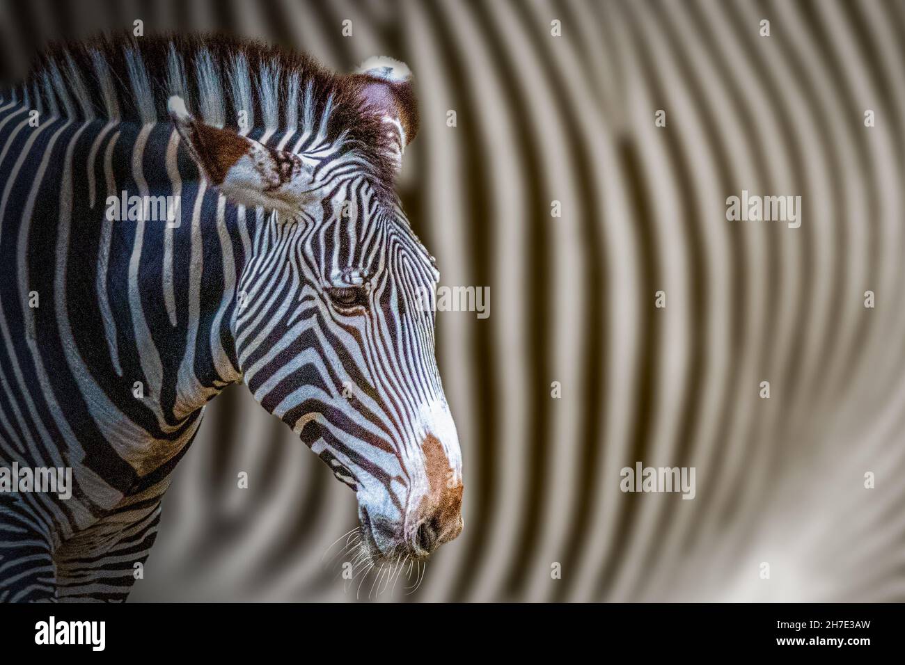 beautiful portrait of a zebra Stock Photo - Alamy