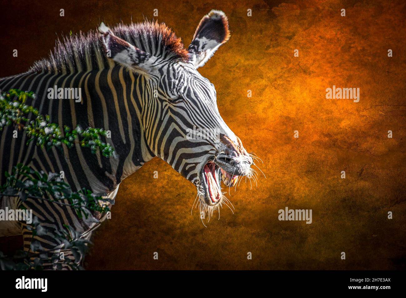 portrait of a laughing zebra Stock Photo - Alamy