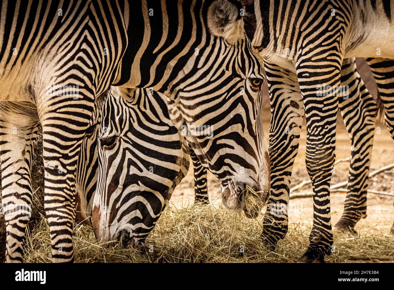 Zebra closeup grazing hi-res stock photography and images - Alamy