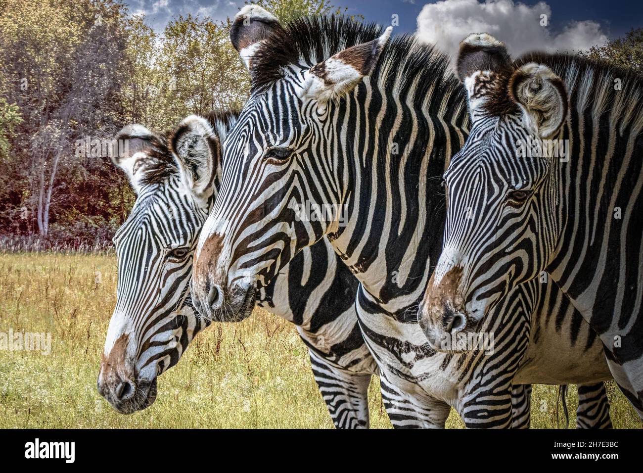 Portrait composite hi-res stock photography and images - Alamy