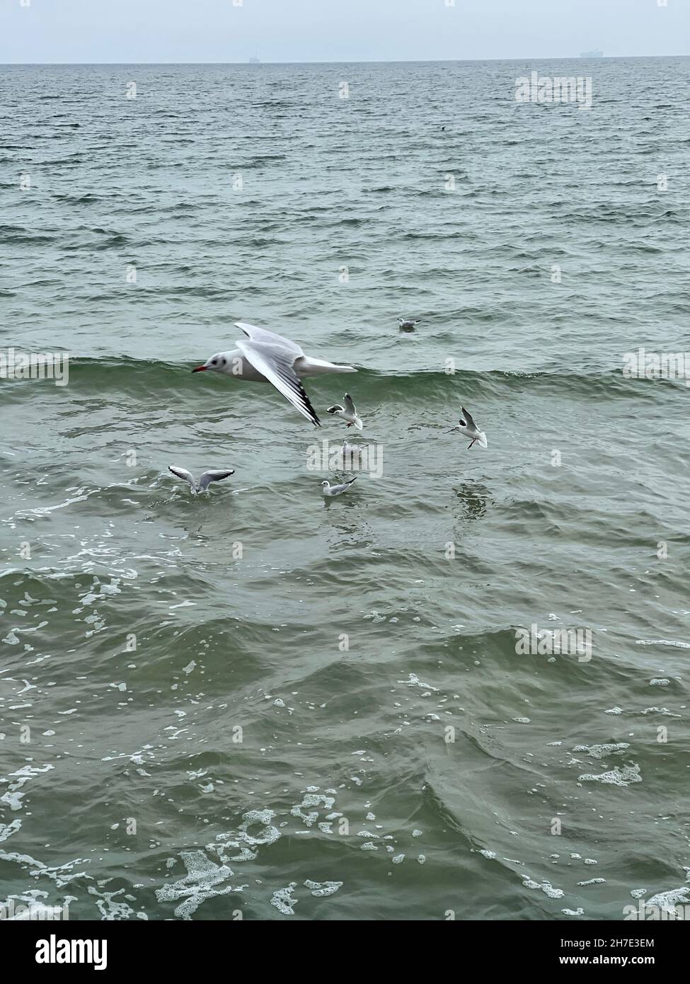 Seagull chilling hi-res stock photography and images - Alamy