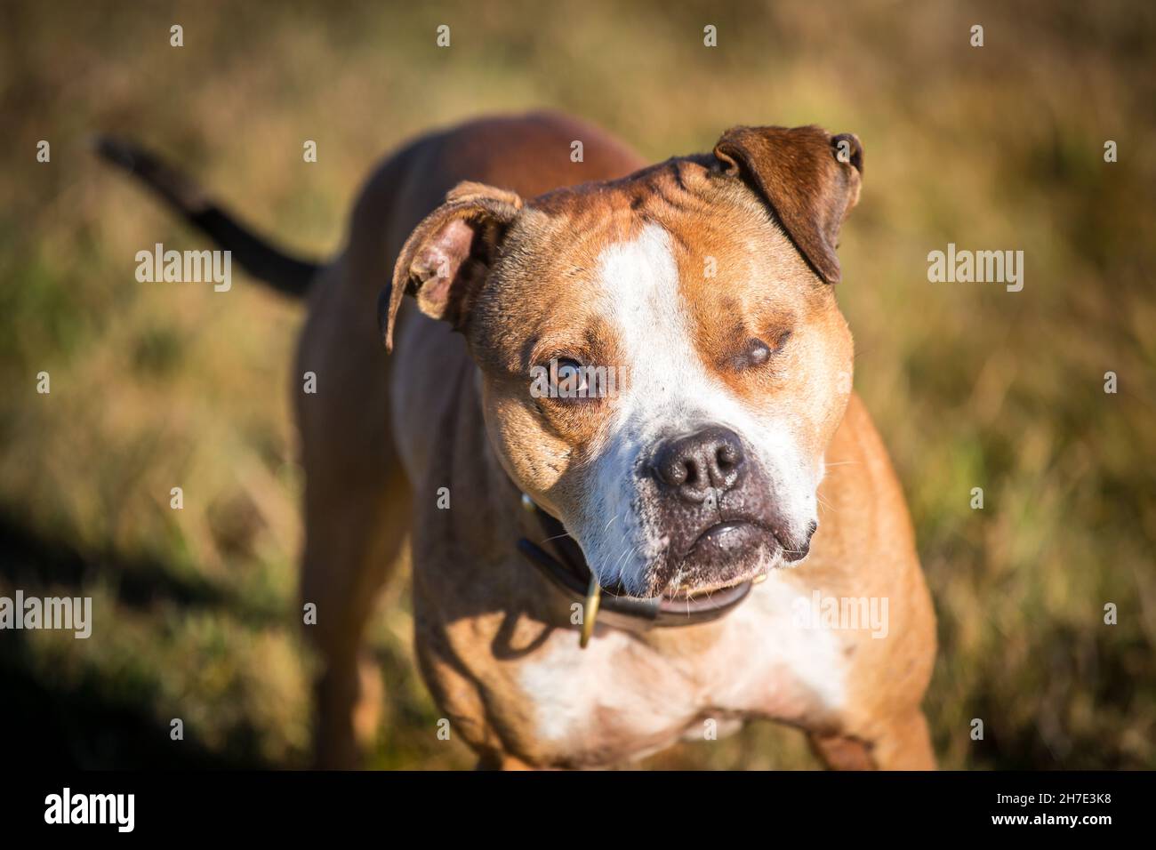 Healthy breed hi-res stock photography and images - Alamy