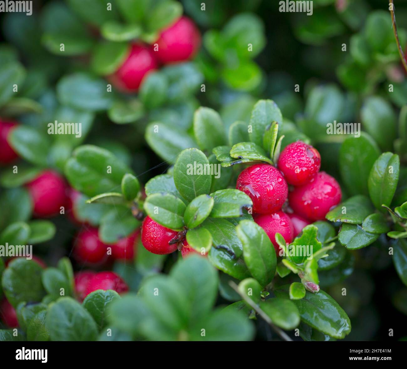 Foxberries on the bush Stock Photo - Alamy
