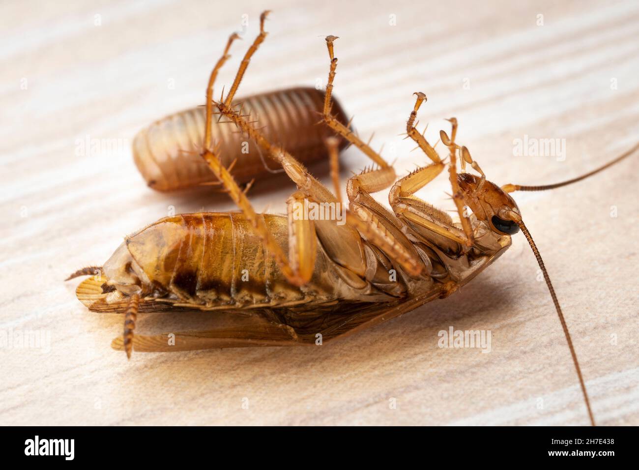 Cockroach nymph hi-res stock photography and images - Alamy