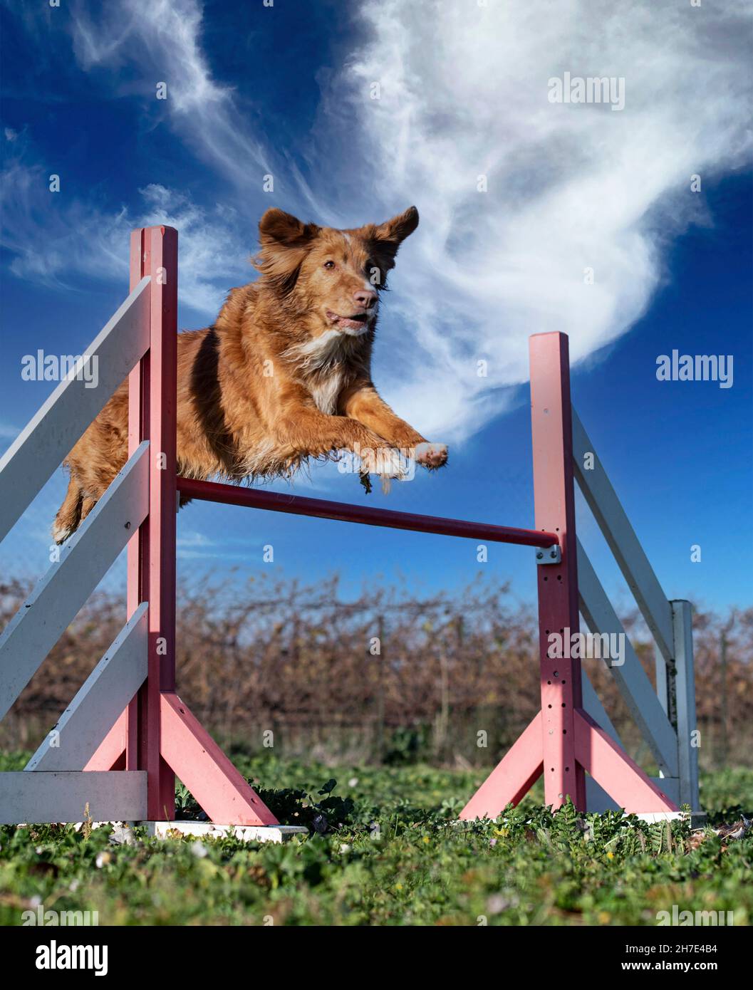 training of agility for a toller in the nature Stock Photo - Alamy