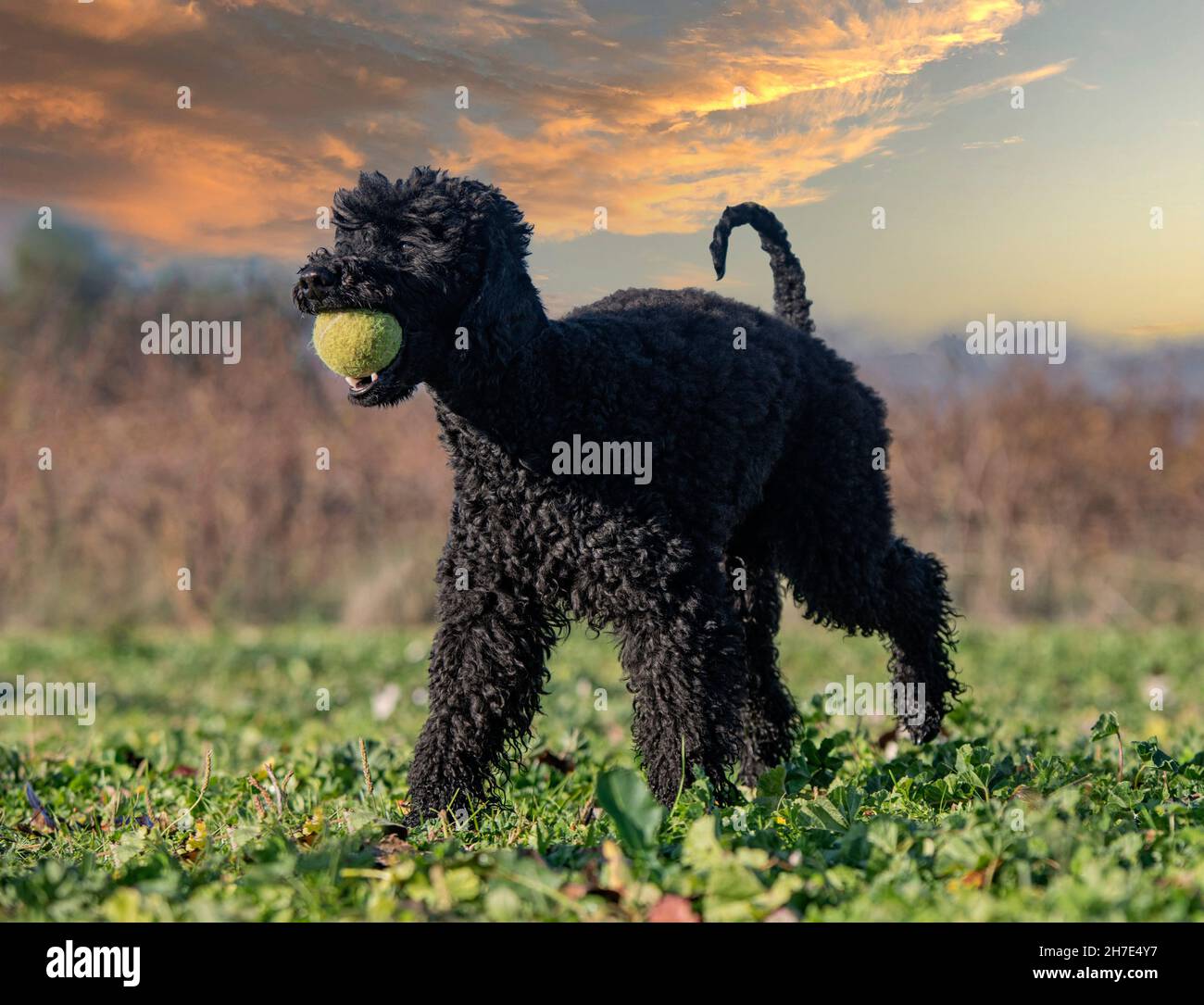 poodle playing with a ball in the nature Stock Photo - Alamy