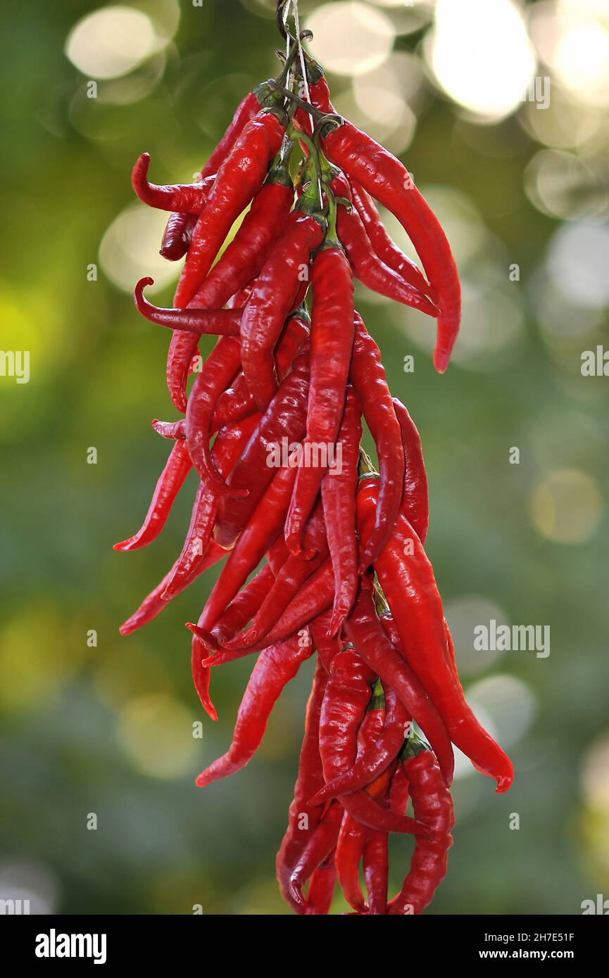 Red peppers in a chain hanged for drying, outside Stock Photo - Alamy